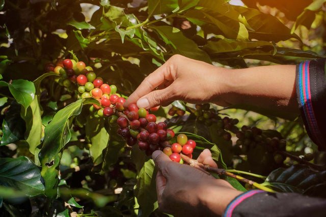 Negash Coffee