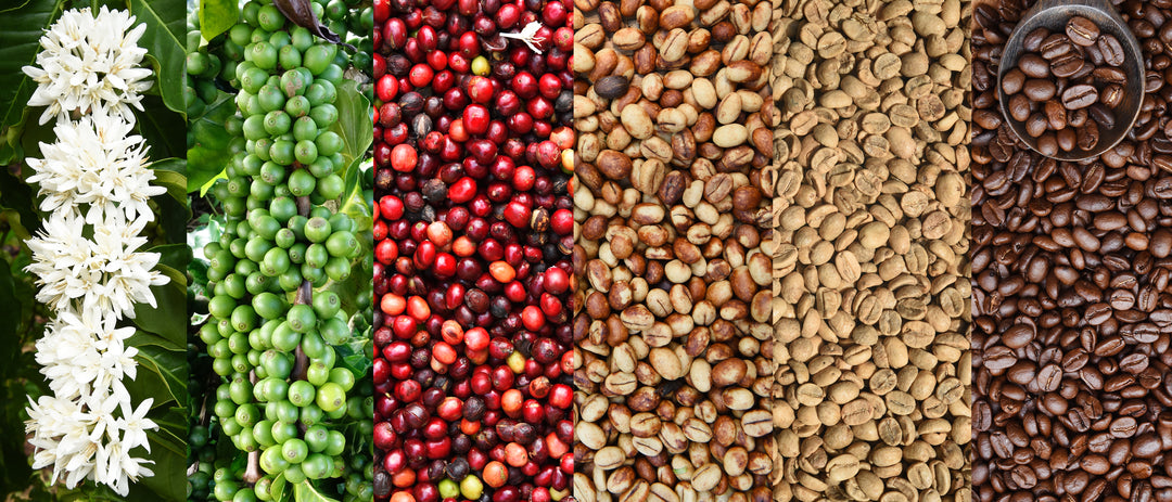 About Us – Negash Coffee
